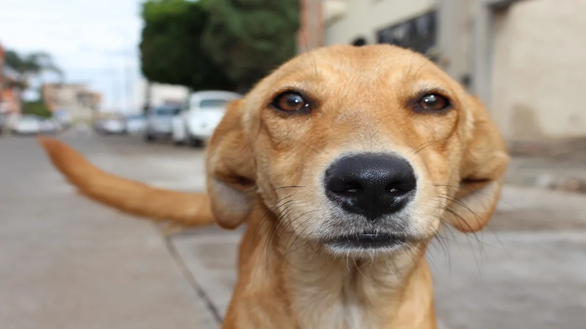 Fundaciones y asociaciones extranjeras invierten en el bienestar animal ...